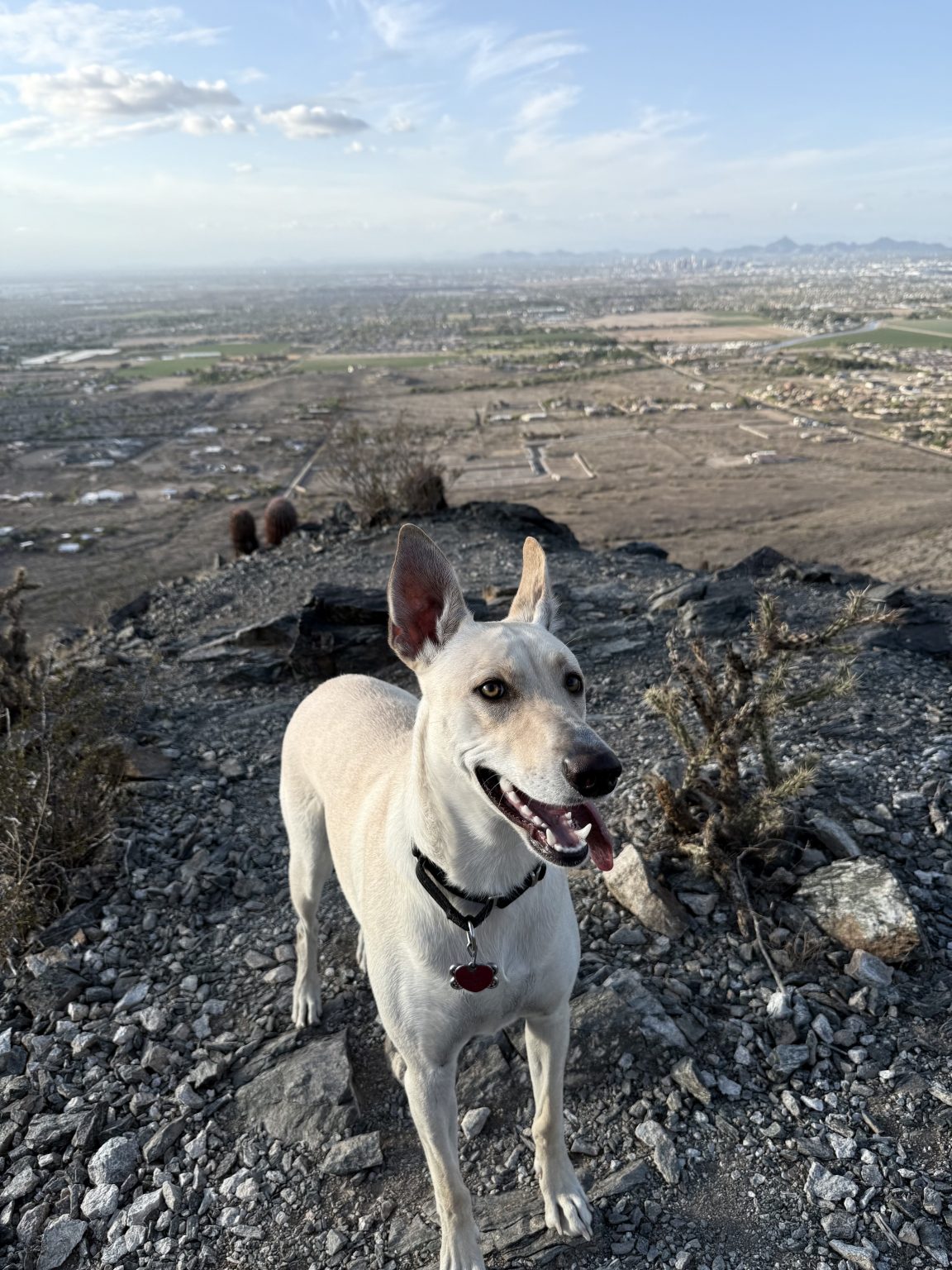 Pets of Hasport – Hasport Performance